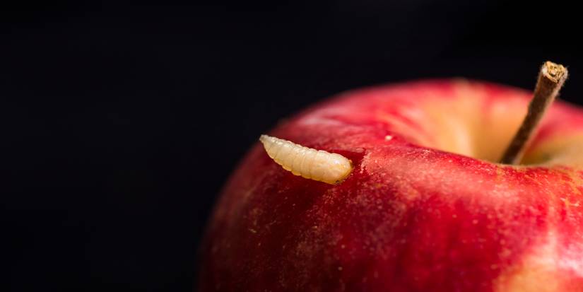 Why Worms End Up in Apples and What It Means For Your Fruit Choices