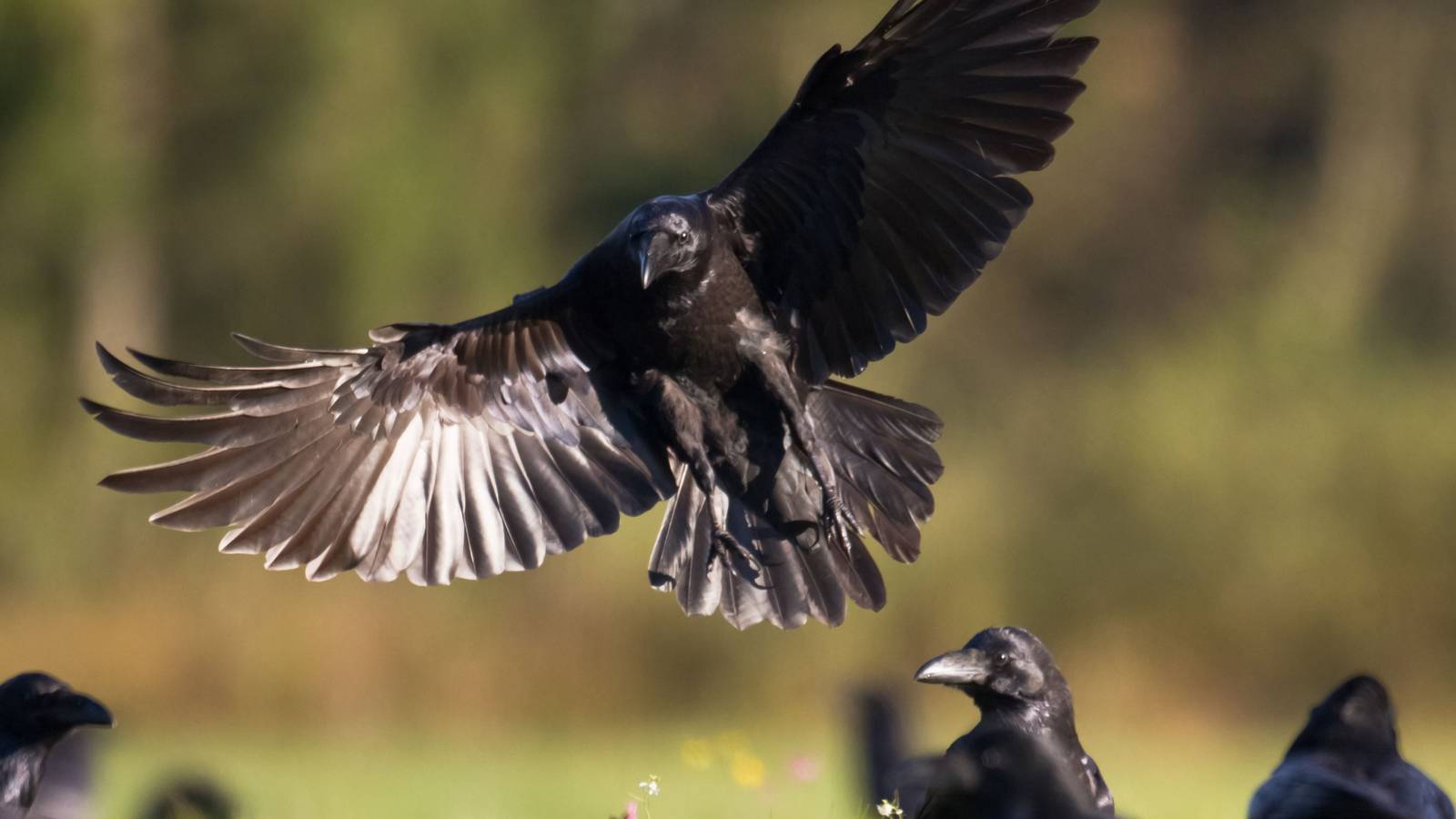 How to Tell a Crow from a Raven: Expert Identification Tips