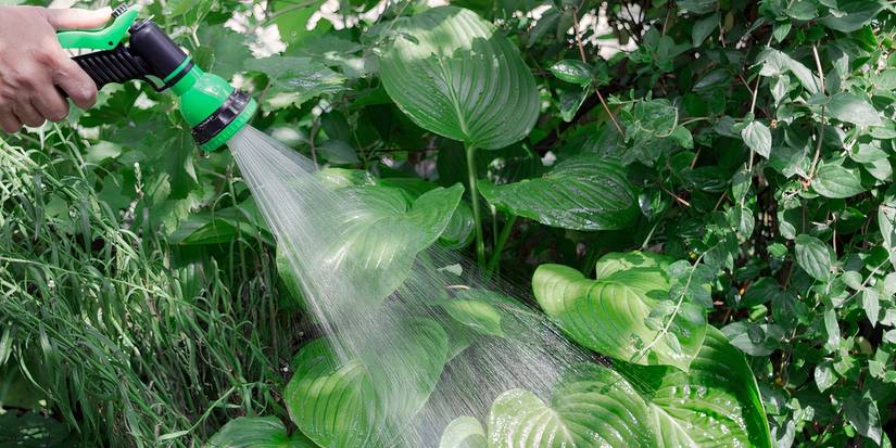 Natural Pest Control Secrets: Top Tricks to Repel Garden Invaders