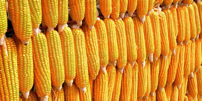 5 Types of Corn to Grow in Your Garden for Flavor and Versatility