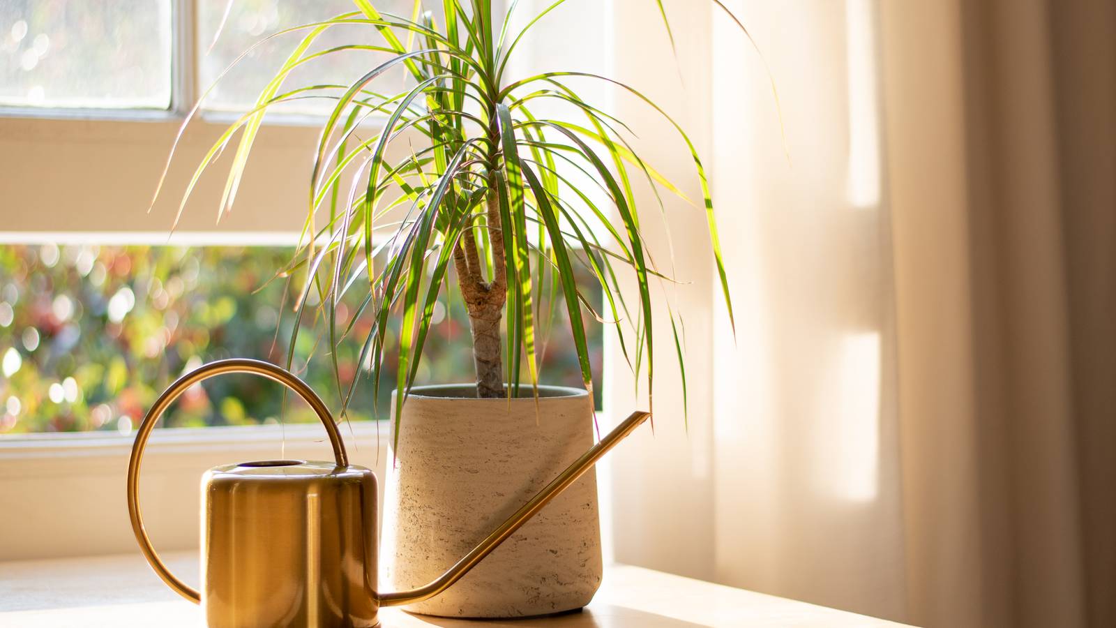 Dragon Tree: The Easy-Care Houseplant That Doubles as Living Art