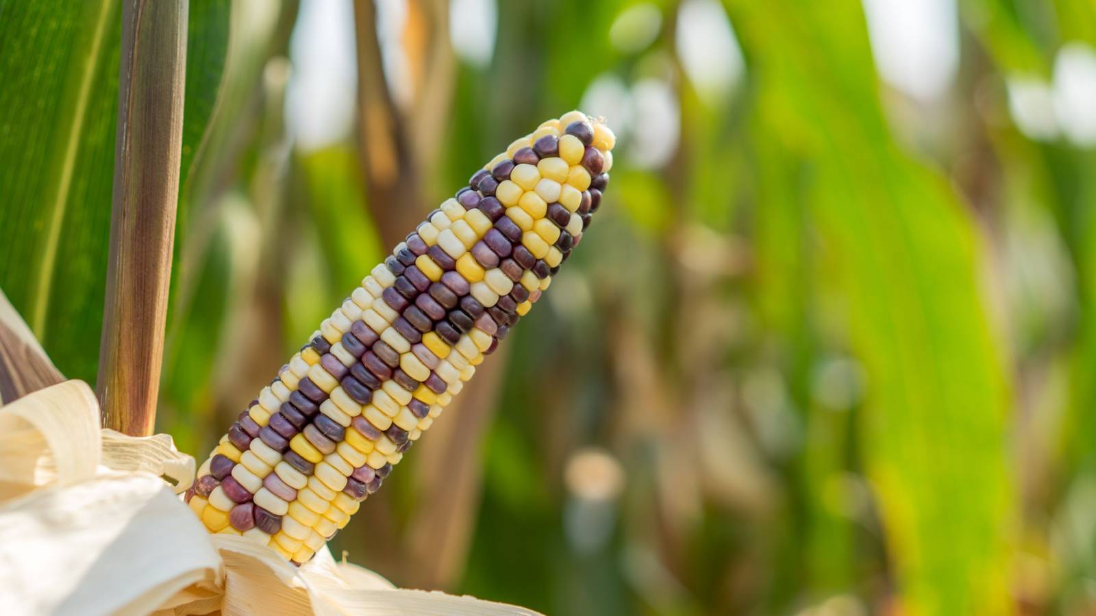 5 Types of Corn to Grow in Your Garden for Flavor and Versatility