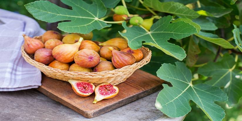 The Truth About Figs and Wasps