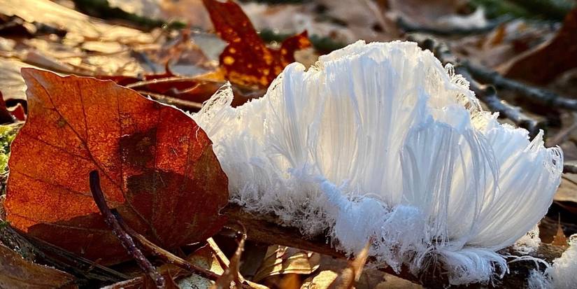 Discover Frost Flowers: A Guide to Autumn’s Rarest Ice Formations