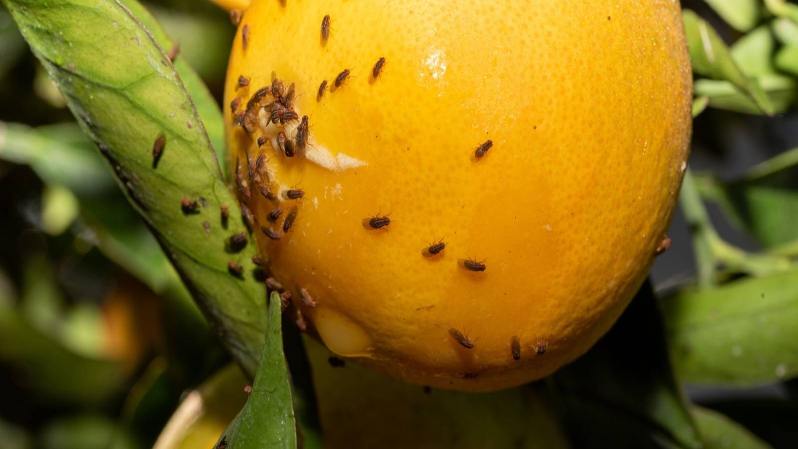 Pest Control: Why California Is Dropping Flies to Protect Its Crops