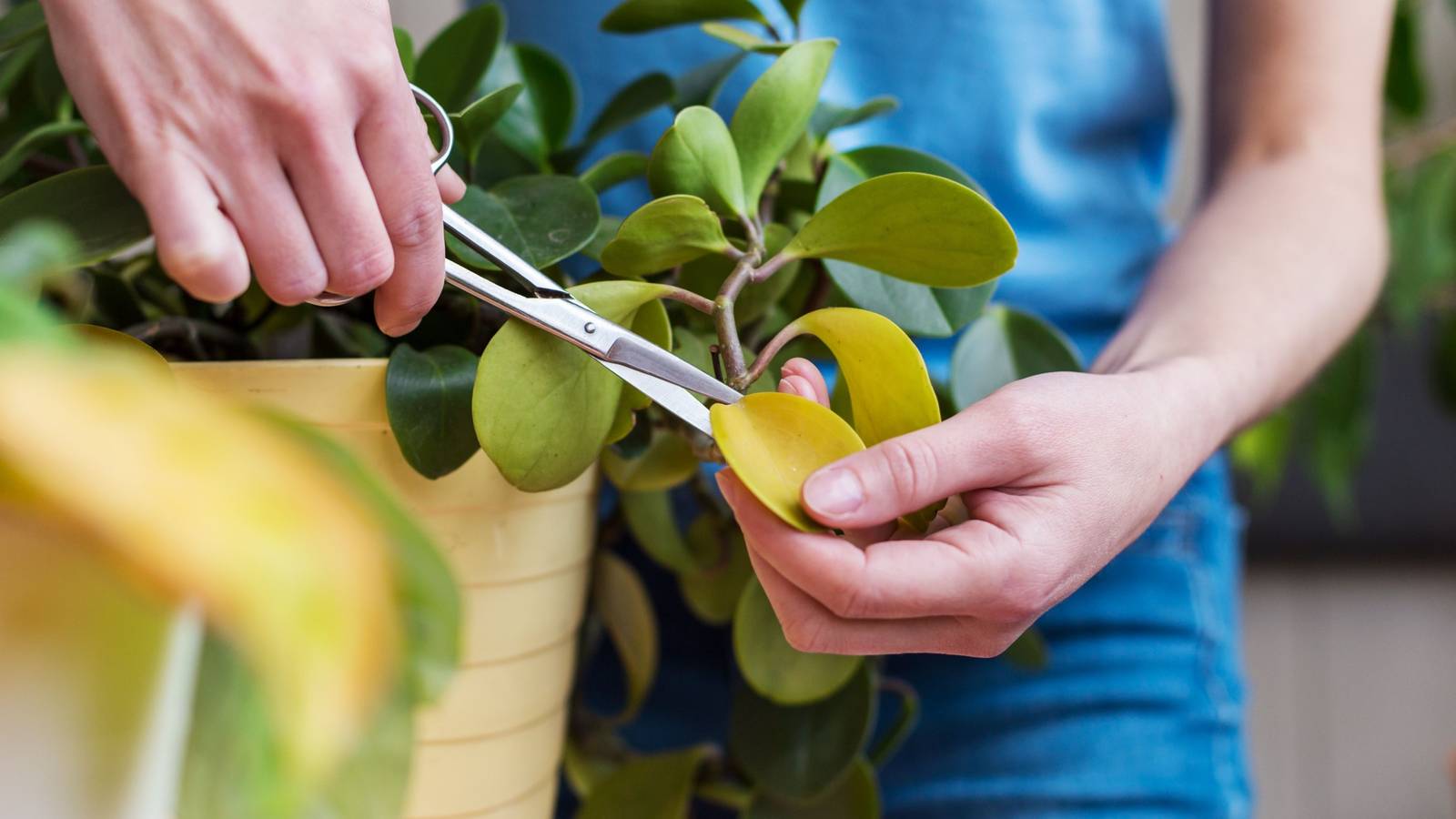 5 Easy Ways to Elevate Basic Houseplants into Living Art
