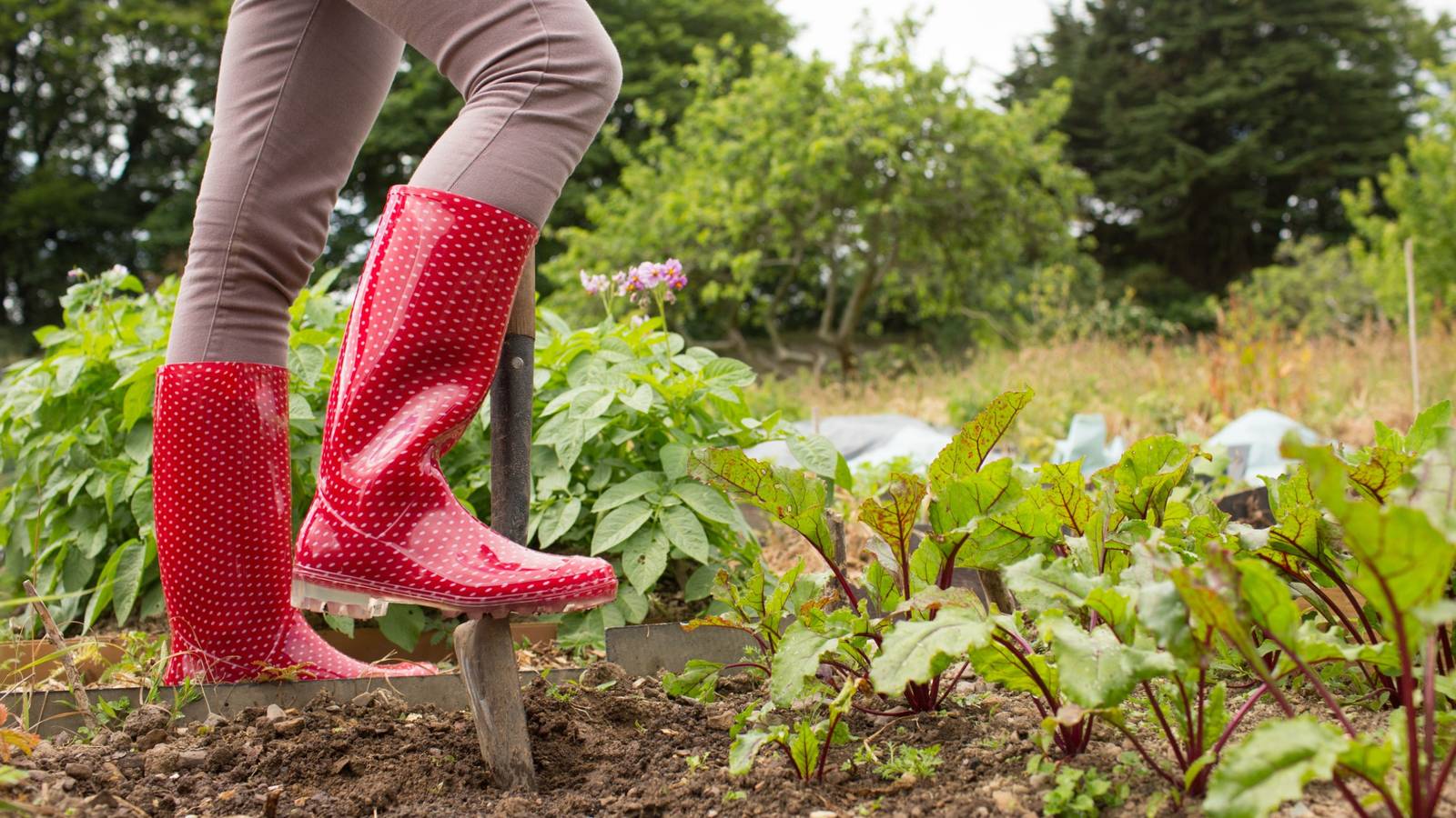 Winter Digging: The Secret to Healthier Garden Soil