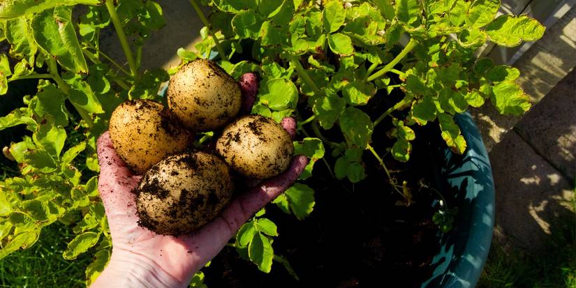 6 Calorie-Dense Plants to Grow for Healthy Weight Gain