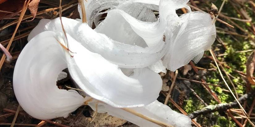 Discover Frost Flowers: A Guide to Autumn’s Rarest Ice Formations