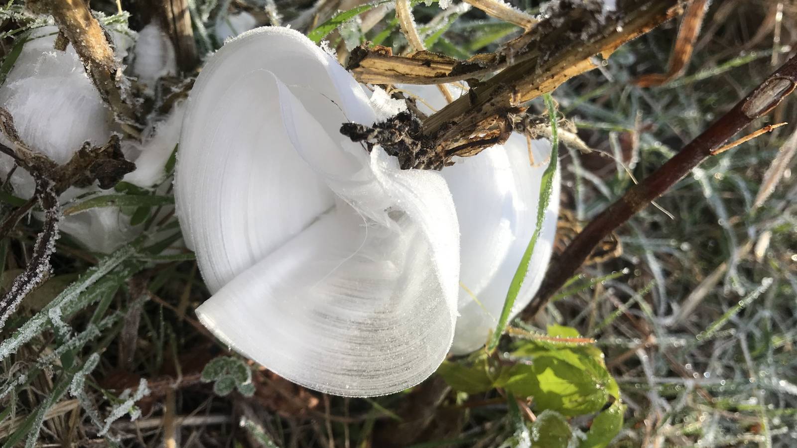 Discover Frost Flowers: A Guide to Autumn’s Rarest Ice Formations