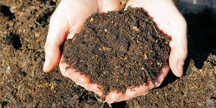 5 Best Green Compost Materials for Your Pile