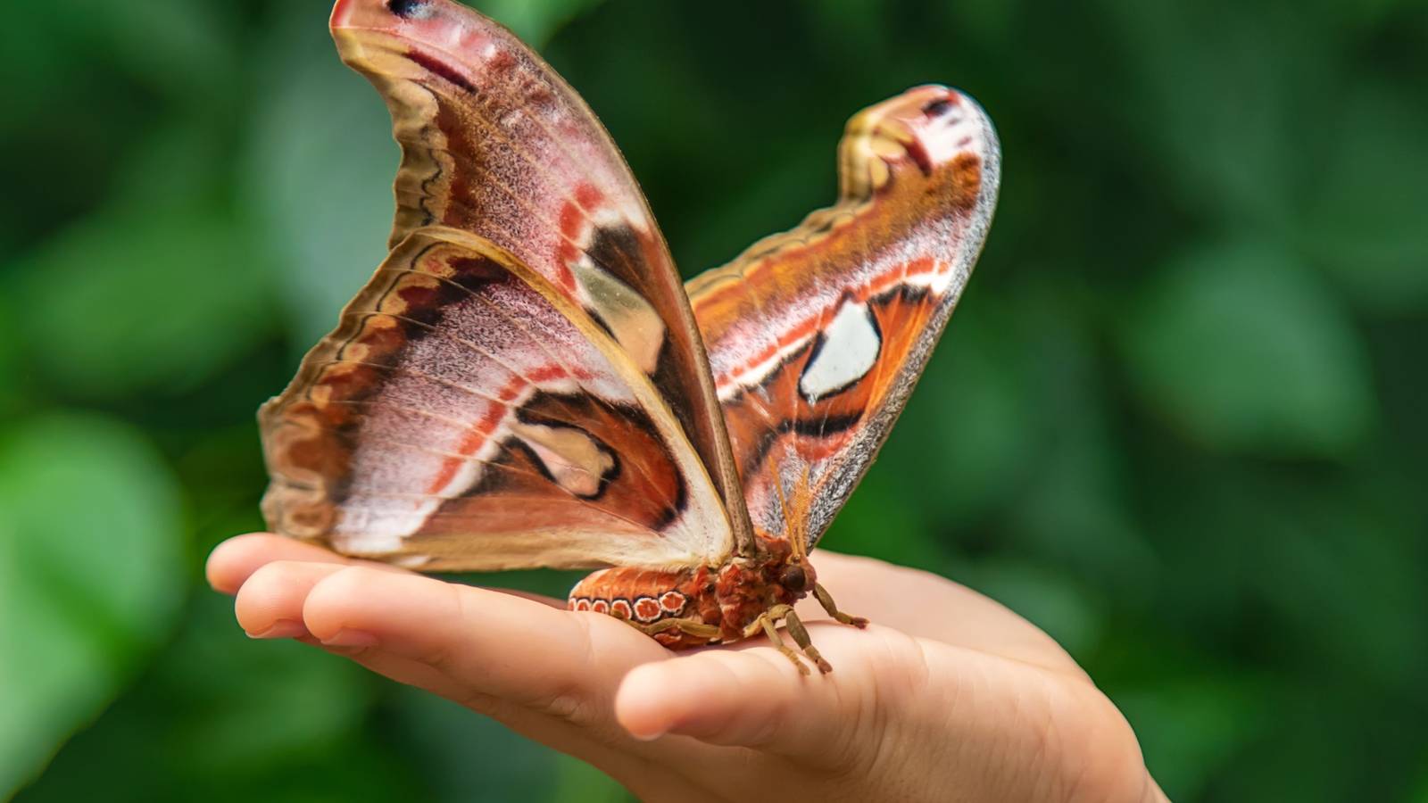 5 Nocturnal Insects: Discover Their Moonlit World