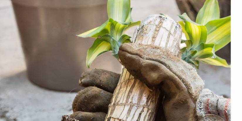 Indoor Corn Plant Care Guide: Growing Tips for the Dracaena