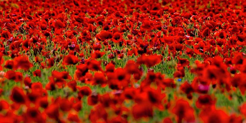 5 Plants That Grow Better When Planted Cold