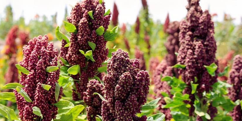 7 Allergy-Friendly Plants for Safe & Tasty Homegrown Meals