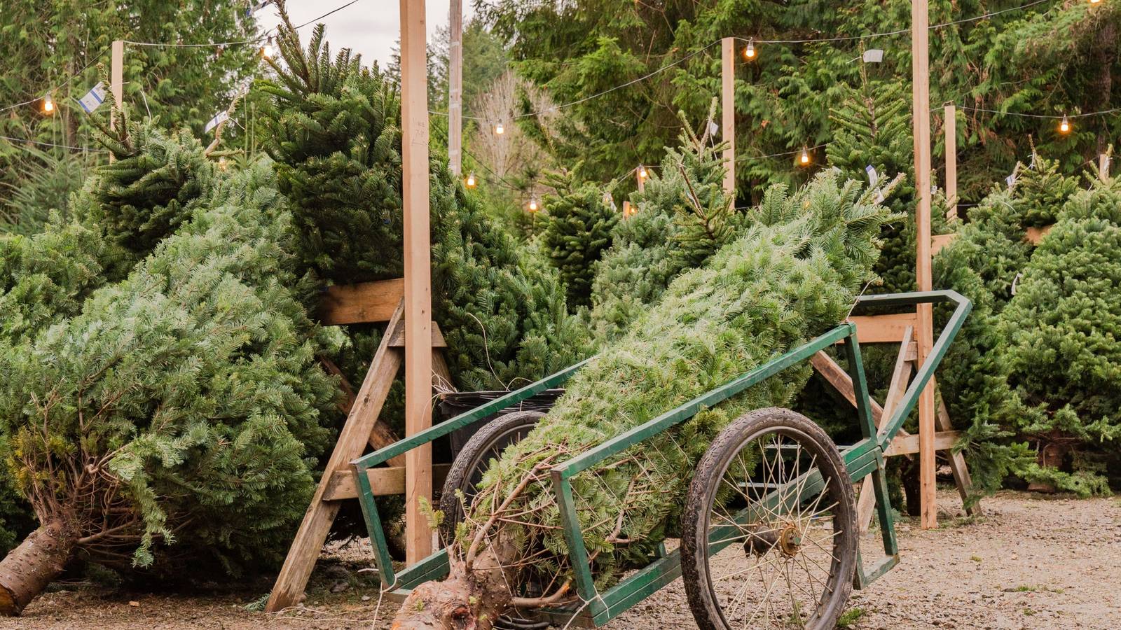 The Truth About Real Christmas Trees: Are They Actually Sustainable?