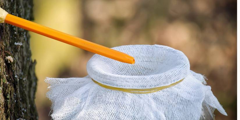 Is Tapping Maple Trees Safe? A Guide to Responsible Maple Syrup Production