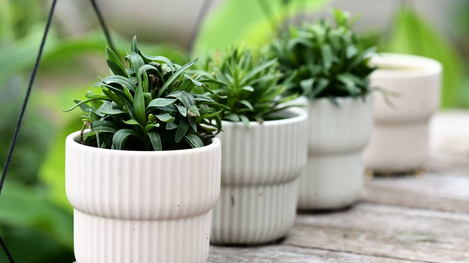 Houseplants in Small Spaces: Top 7 Minimalist Planter Designs