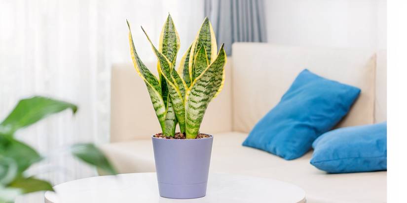 New Year’s Eve Plants That Turn Goals Into Living Intentions