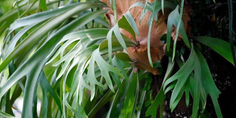 Staghorn Ferns: Sculptural Indoor Plants for Bold Home Decor