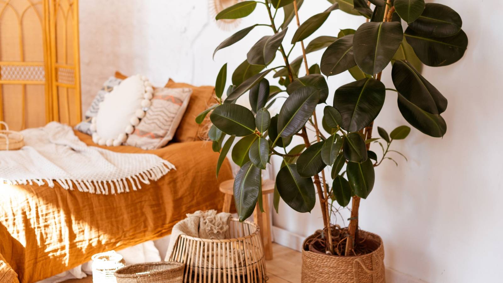 It's the Year of the Ficus, and Designers Are All In!
