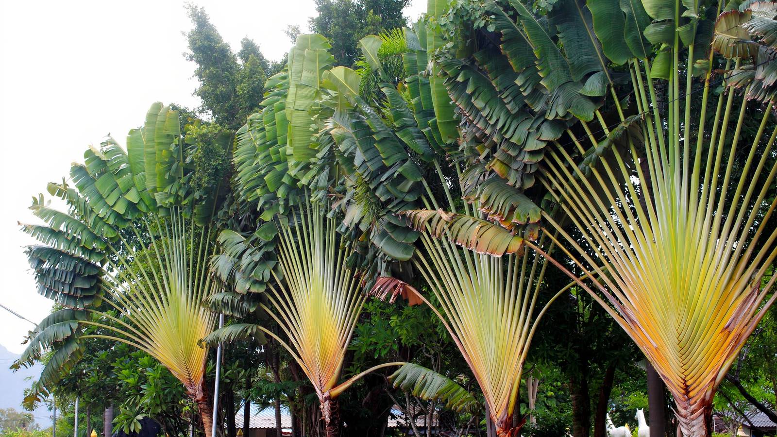 7 Non-Tree Plants That Bring Major Landscaping Drama