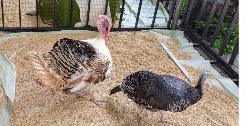Raising Your Own Thanksgiving Turkey: A Comprehensive Guide