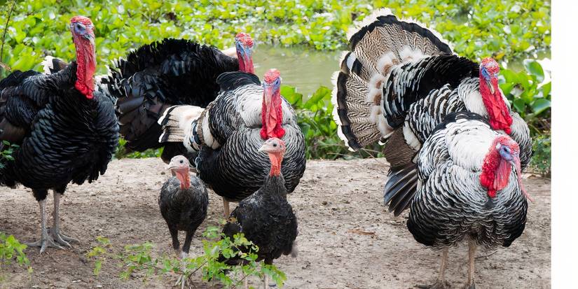 Raising Your Own Thanksgiving Turkey: A Comprehensive Guide