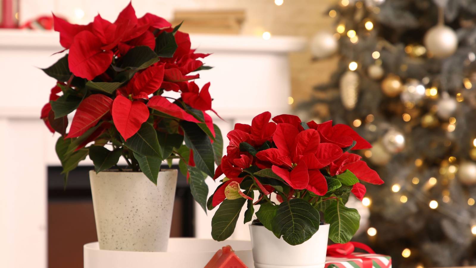 8 Festive Houseplants for a Lush Christmas Display