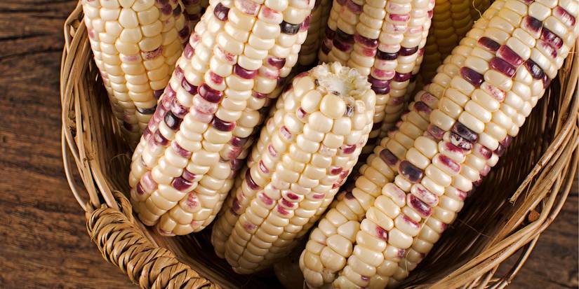 5 Types of Corn to Grow in Your Garden for Flavor and Versatility