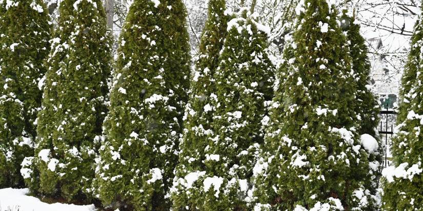 Why Winter Is the Best Time to Rethink Your Backyard Design
