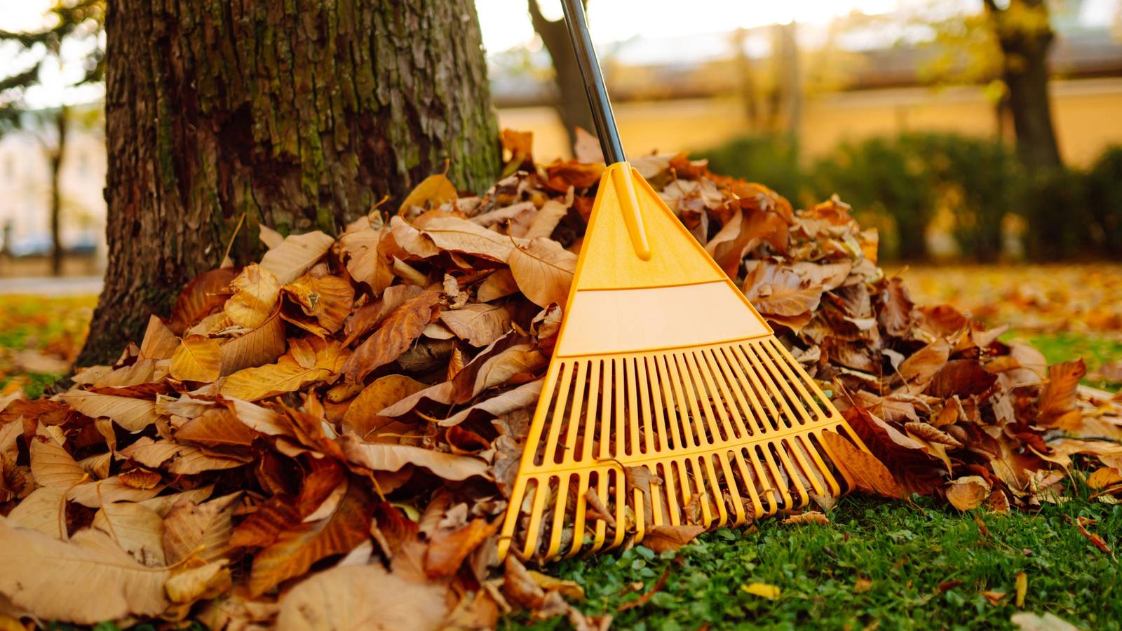 Why a Little Chaos in Your Fall Yard Is the Best Gift For Wildlife