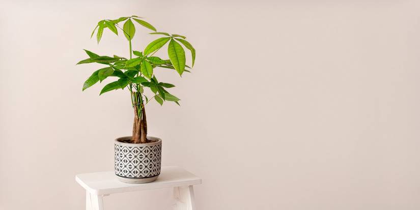 Why the Money Tree Is the Perfect Plant For Today’s Homes