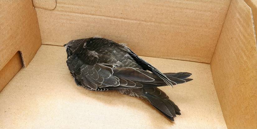 Sick Wild Bird or Animal in Your Backyard: Expert Guidance on What to Do