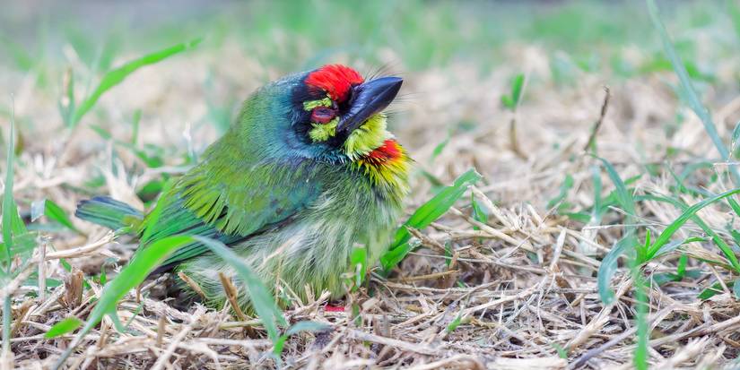 Sick Wild Bird or Animal in Your Backyard: Expert Guidance on What to Do