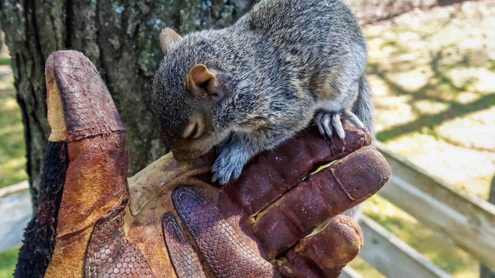 Sick Wild Bird or Animal in Your Backyard: Expert Guidance on What to Do