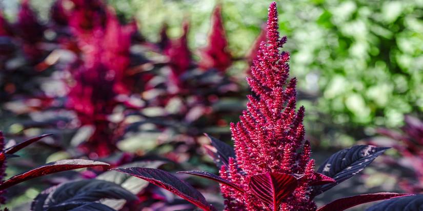 The Quiet Power of Amaranth in Modern Wedding Flowers
