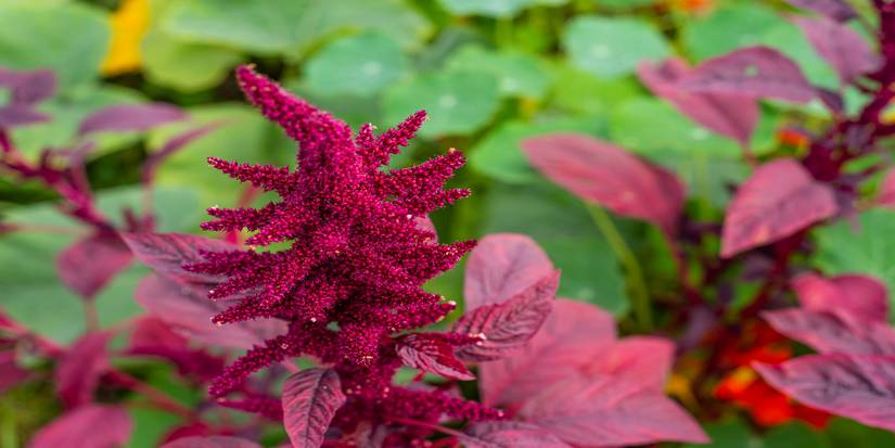 The Quiet Power of Amaranth in Modern Wedding Flowers