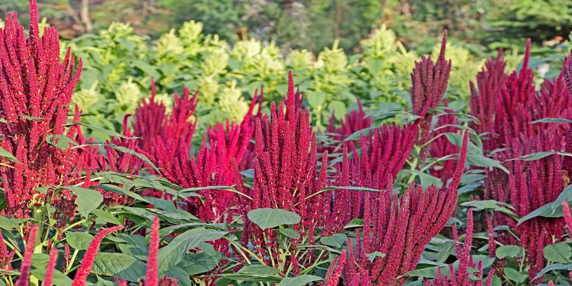 The Quiet Power of Amaranth in Modern Wedding Flowers