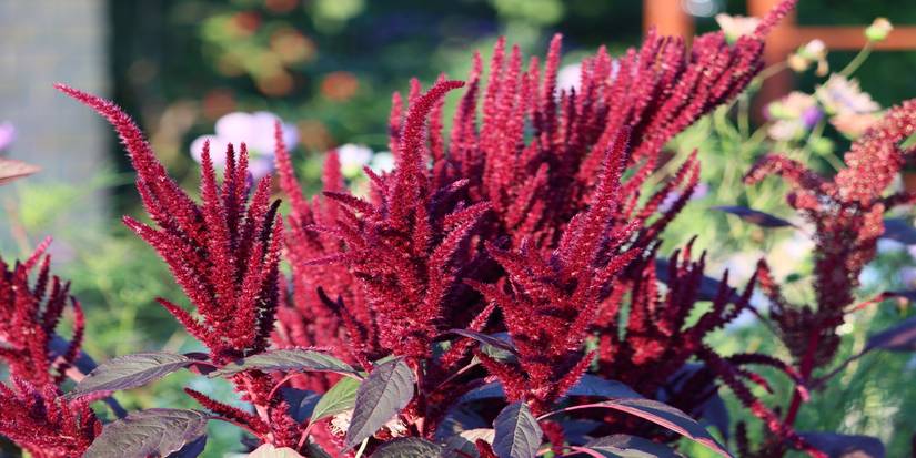 The Quiet Power of Amaranth in Modern Wedding Flowers