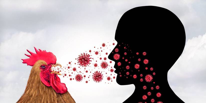 Bird Flu and Backyard Chickens: Prevention and Protection Tips