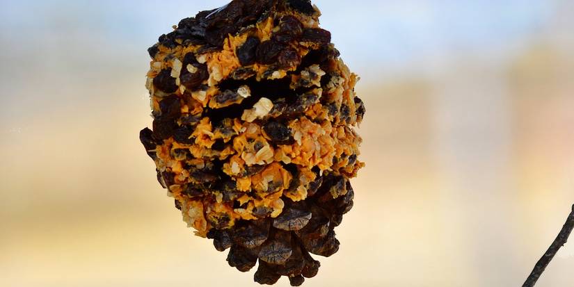 Turn Christmas Ornaments Into DIY Bird Feeders