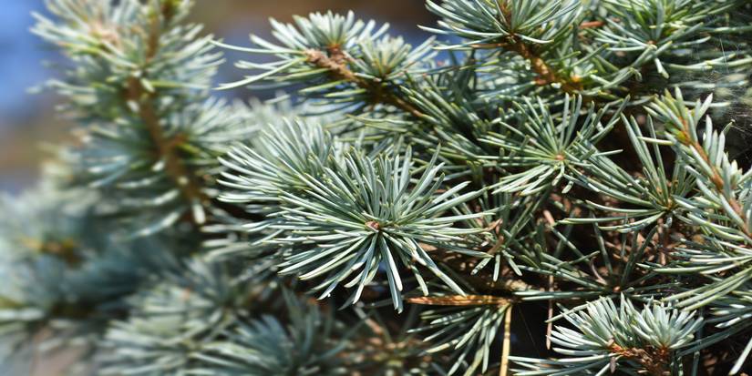 Blue Evergreens: The Color Story That Redefines Christmas Decor