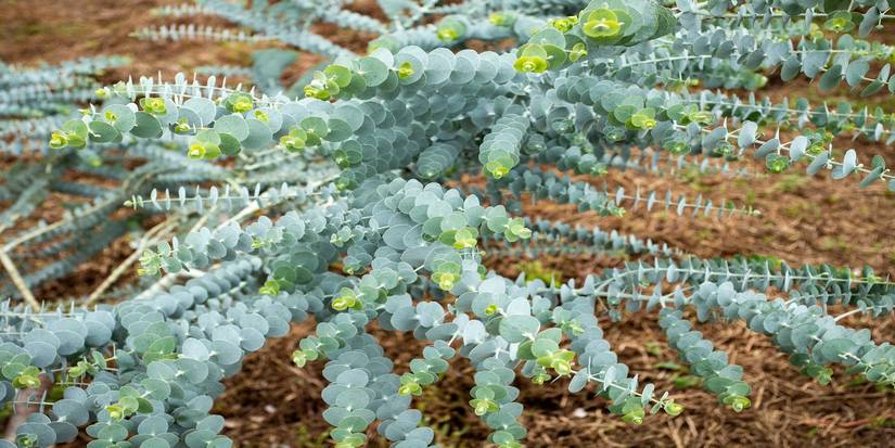 Blue Evergreens: The Color Story That Redefines Christmas Decor