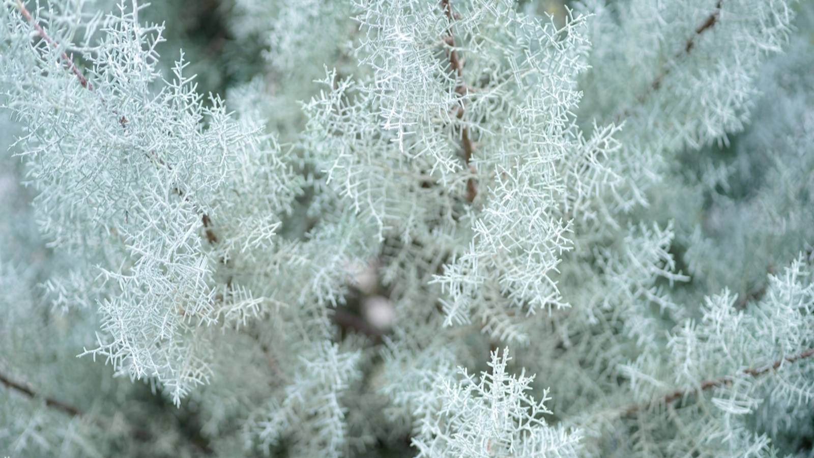 Blue Evergreens: The Color Story That Redefines Christmas Decor