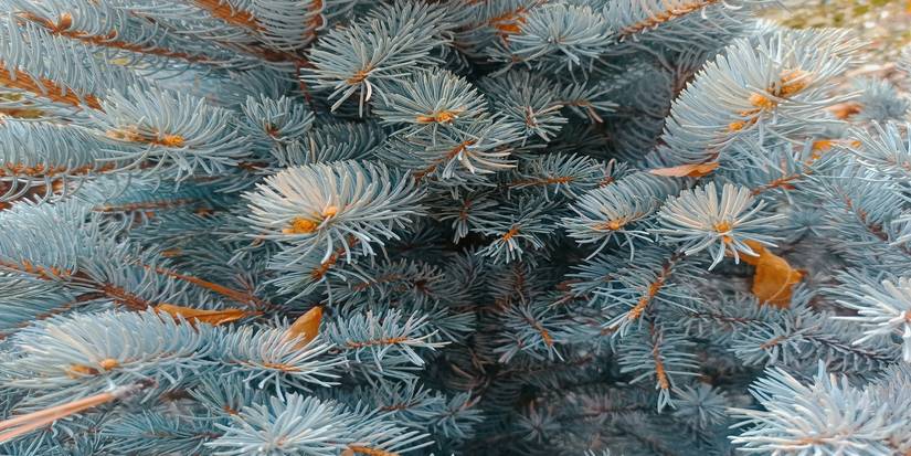 Blue Evergreens: The Color Story That Redefines Christmas Decor