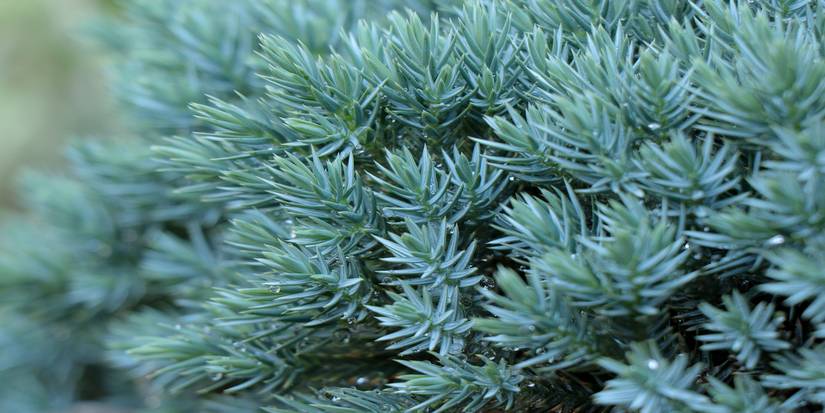 Blue Evergreens: The Color Story That Redefines Christmas Decor