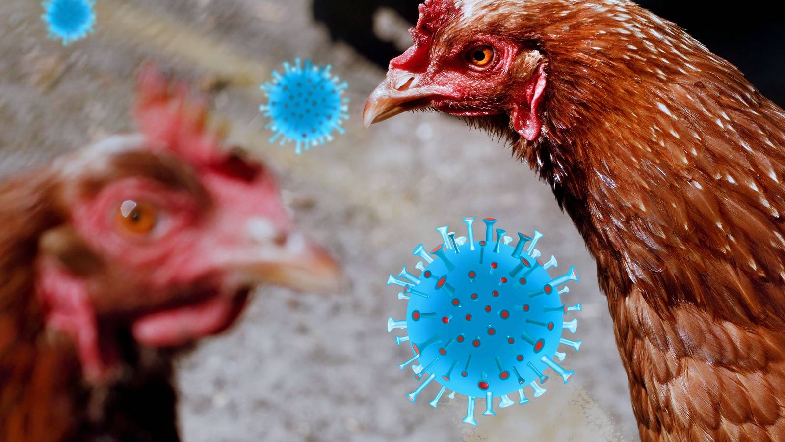 Bird Flu and Backyard Chickens: Prevention and Protection Tips