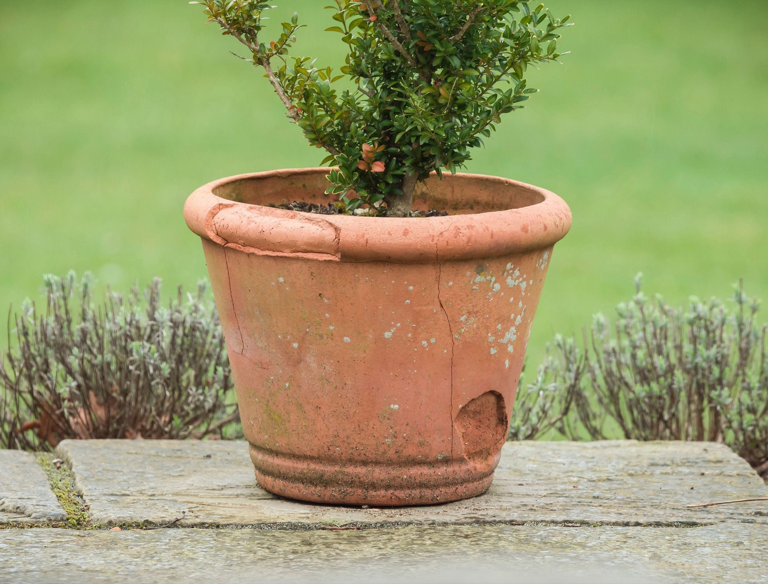 Flame Weed Control: Tips, Benefits, and Safety Precautions