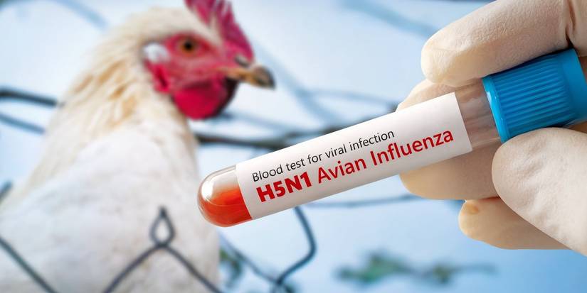 Bird Flu and Backyard Chickens: Prevention and Protection Tips